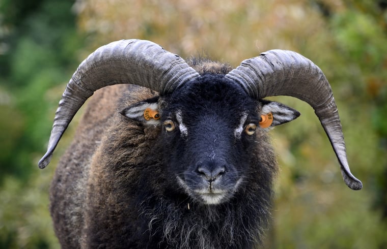 Natuurhuisje 24599 - huisje in Serole | Natuurhuisje.be