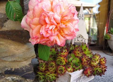 Merriwick Flower Good Witch | Best Flower Site