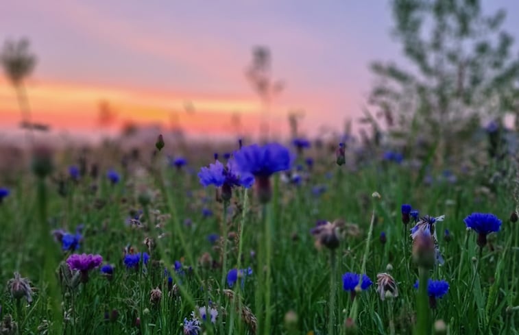 Natuurhuisje 37603 - huisje in Boxtel | Natuurhuisje.nl