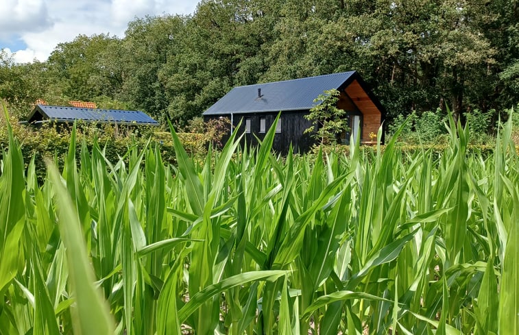 Naturhäuschen 79265 - Ferienhaus in Hollandscheveld | Naturhäuschen.de