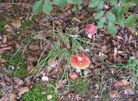 Natuurhuisje 30303 - huisje in Schipborg | Natuurhuisje.nl